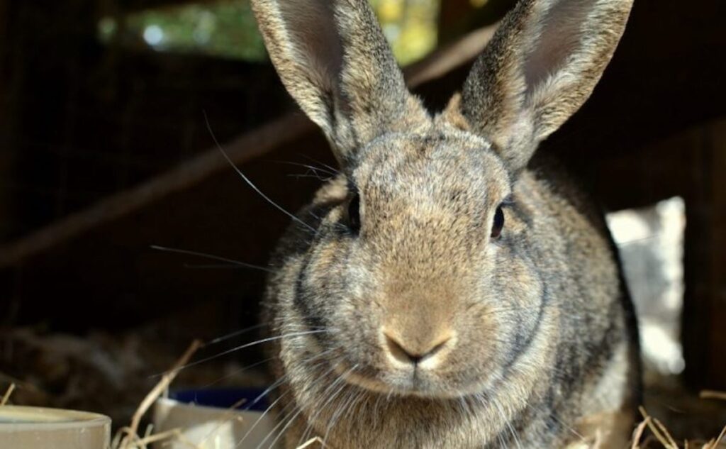 Flystrike Treatment for Livestock and Poultry - Countryside